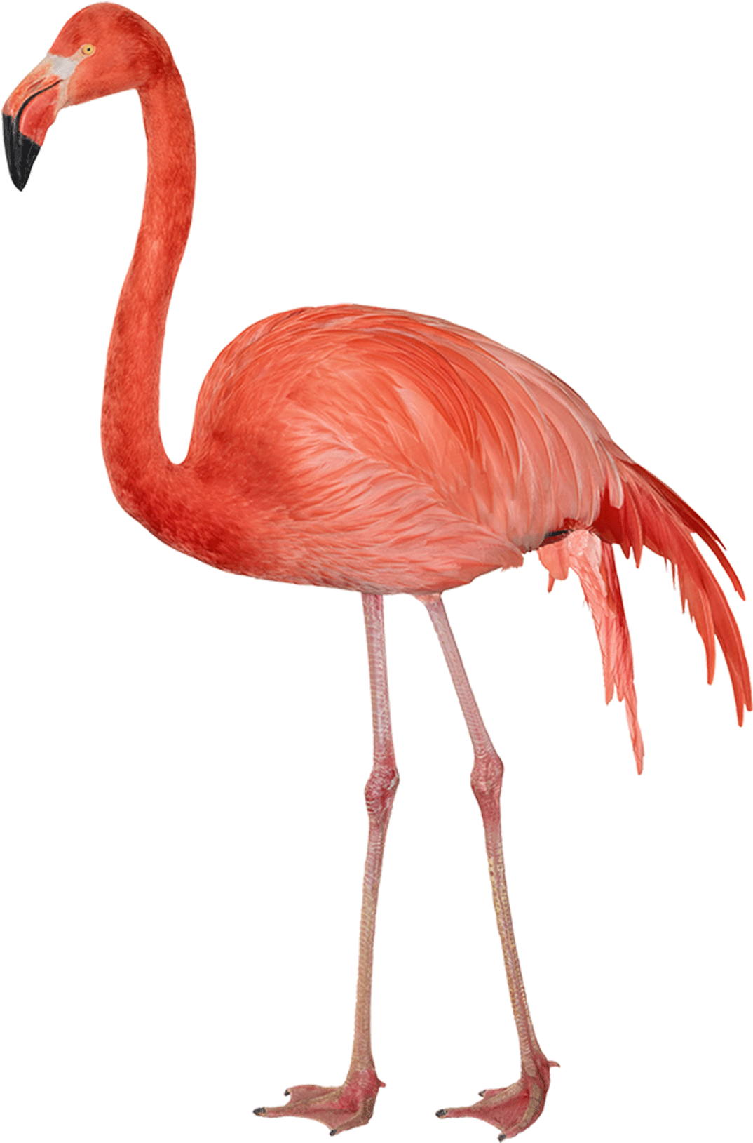 Download Flamingo Transparent PNG Image with No Background - PNGkey.com