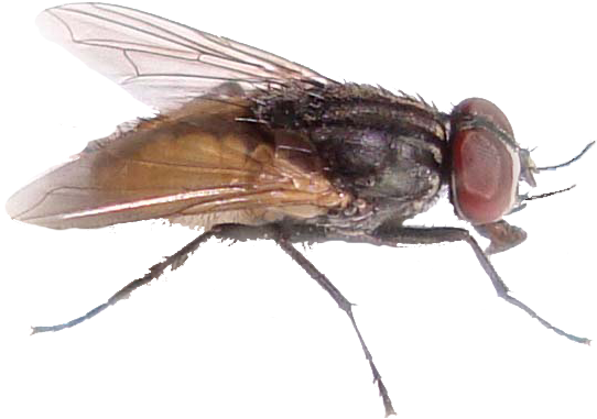 Download Fly Png File - House Fly PNG Image with No Background - PNGkey.com