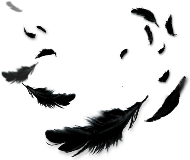 Crow Feathers Png - Free Transparent PNG Download - PNGkey