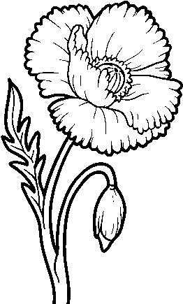 Download A Poppy Flower Coloring Page - Amapola Para Dibujar PNG Image ...