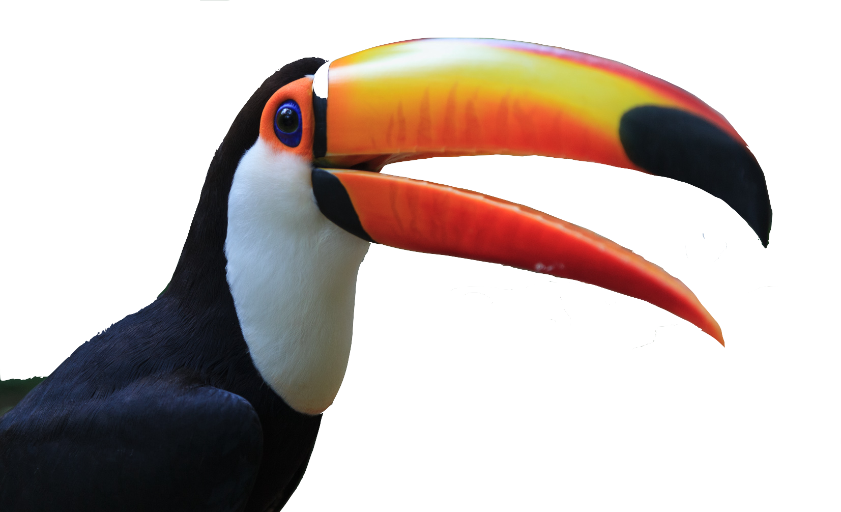 Toucan Png