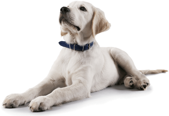 Download Lab For Ear Page - White Labrador Transparent PNG Image with ...