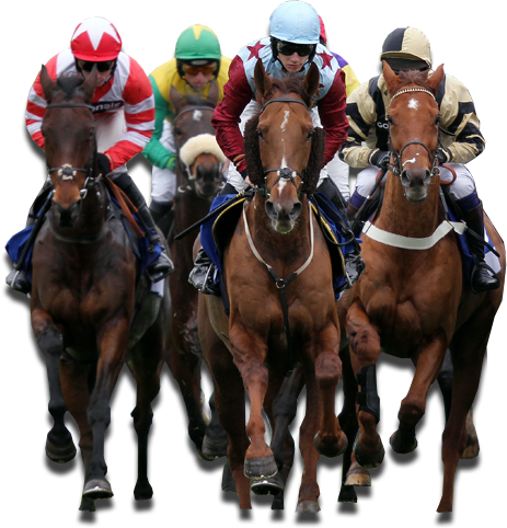 Download Horse Racing Betting Explained - Transparent Horse Race Png ...