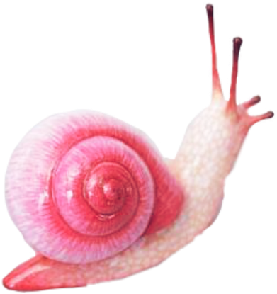 Download Pink Snail PNG Image with No Background - PNGkey.com