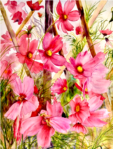 Download The Life Cycle Of Cosmos - Biological Life Cycle PNG Image ...