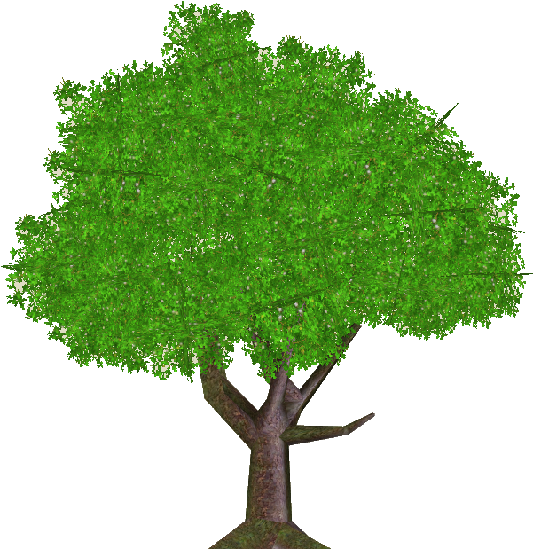 Download Nightcap Oak Tree - Tree Png PNG Image with No Background ...