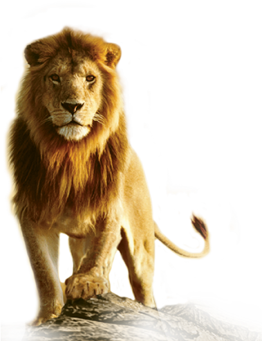 Lion Png Transparent Images - Lion Transparent - Free Transparent PNG ...