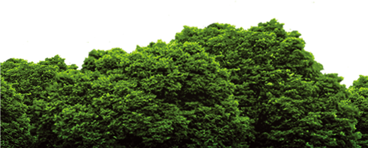 Forest Png File - Forest Png - Free Transparent PNG Download - PNGkey