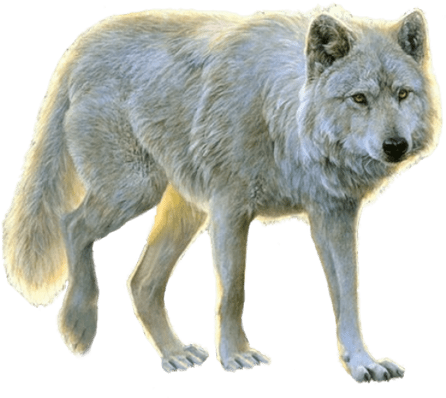 Download Free Png White Wolf Png Images Transparent - Animals Png For ...