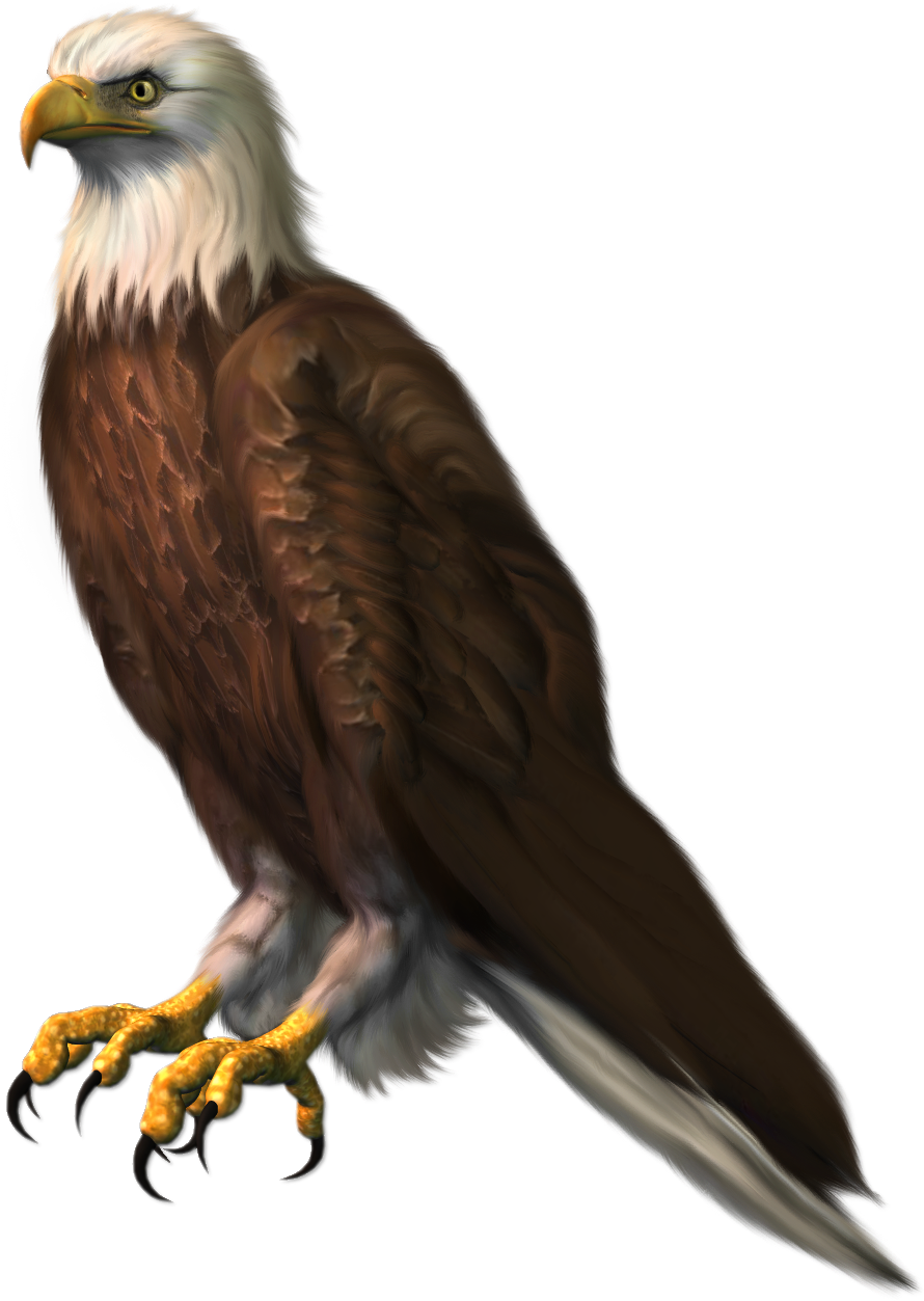 Eagle - Bald Eagle Png - Free Transparent PNG Download - PNGkey