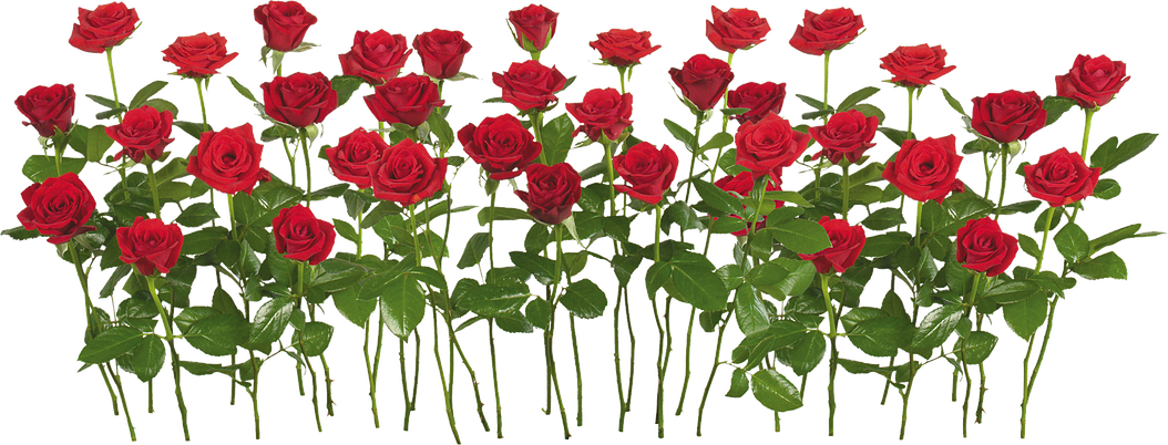 Download Free Png Red Rose Png Images Transparent - Red Rose Garden Png ...