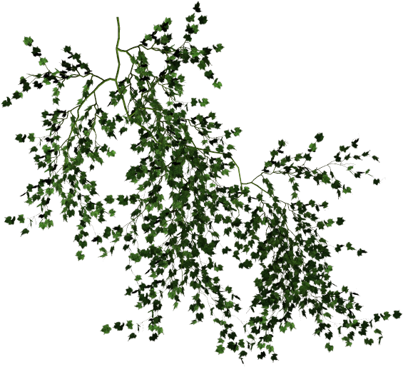 Photo Vines - Vines Png - Free Transparent PNG Download - PNGkey