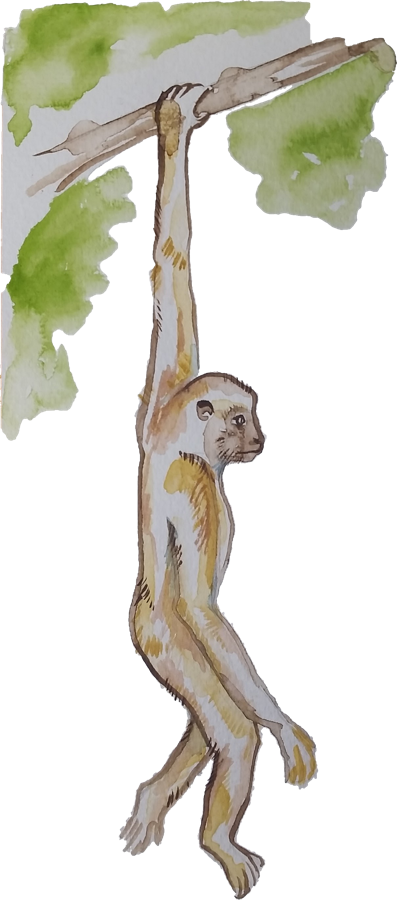 A Monkey Swinging Through The Trees - Monkey - Free Transparent PNG ...
