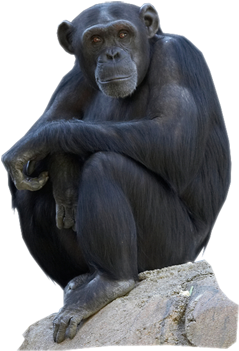 Chimpanzee - Chimpanzé Png - Free Transparent PNG Download - PNGkey