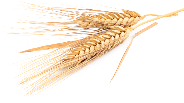 Trigo - Transparent Trigo Png - Free Transparent PNG Download - PNGkey