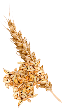 Download Trigo - Trigo Png Fondo Transparente PNG Image with No ...