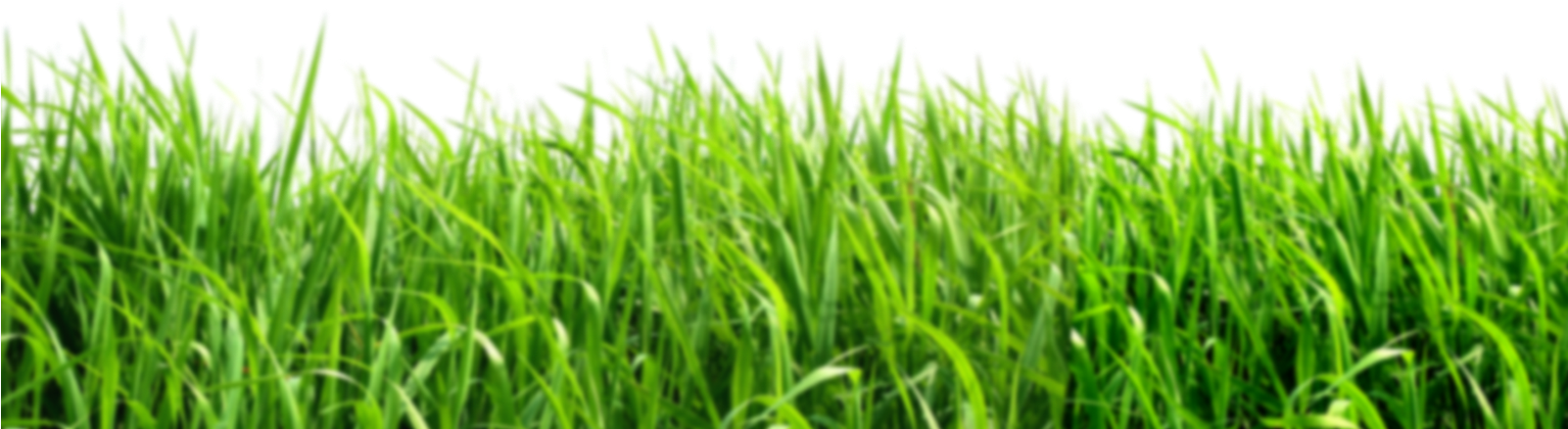 Download Pasto Png - Green Background Png PNG Image with No Background ...