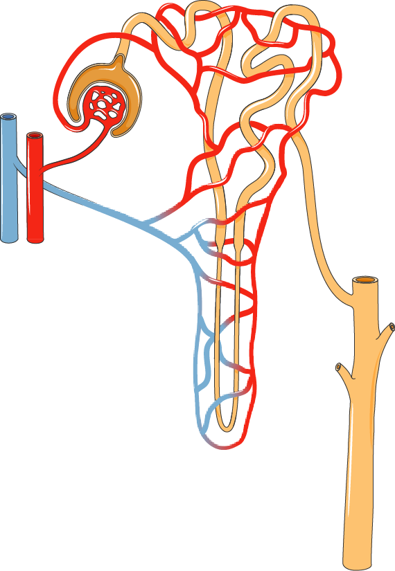 Download Nephron - Nephron Transparent PNG Image with No Background ...