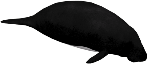 Dwarf Manatee - Whale - Free Transparent PNG Download - PNGkey