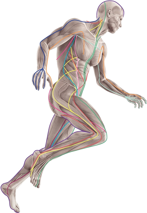 Download Muscular Running Man Hove - Anatomy Trains 3e By Thomas Myers ...
