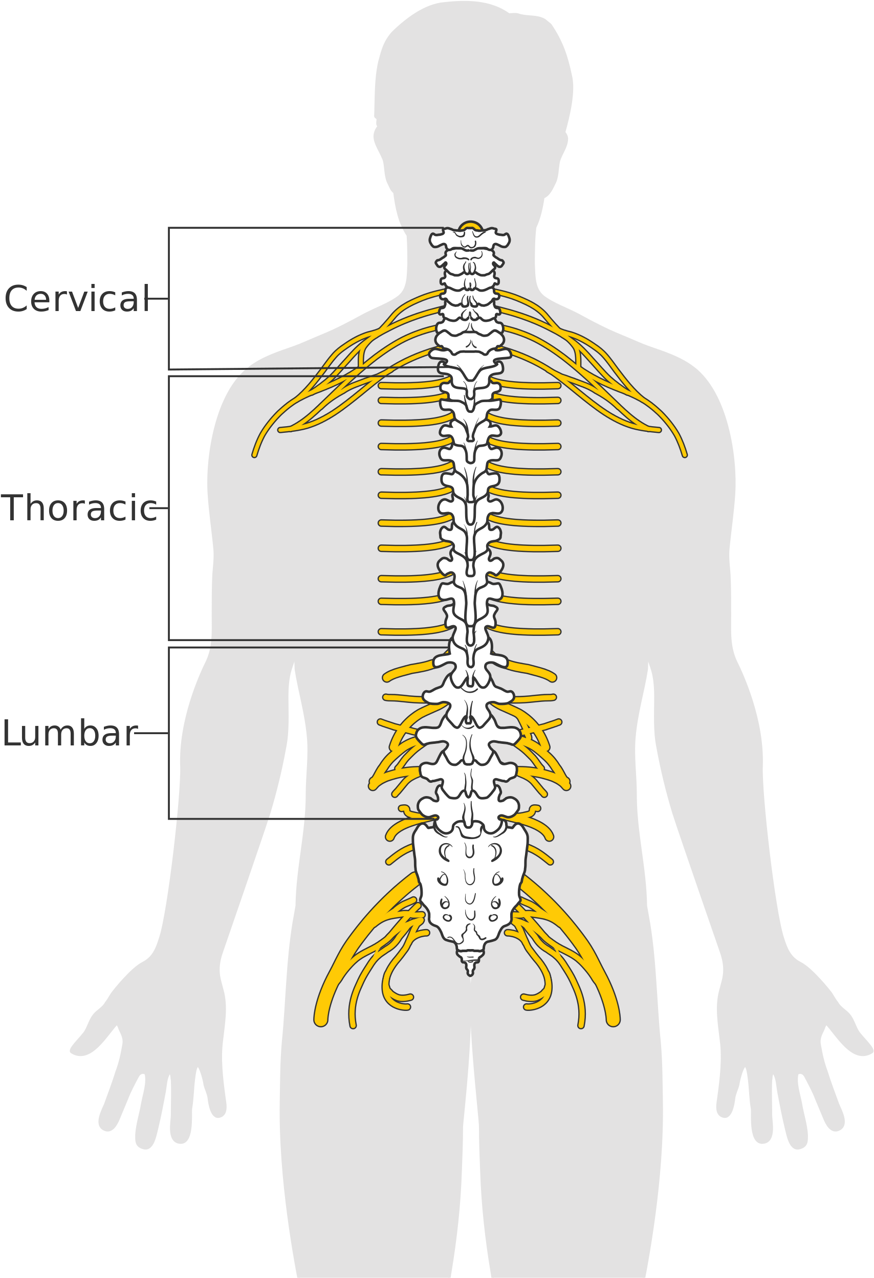 Download Open - Anatomy Of The Back Skeleton And Nerves PNG Image with ...