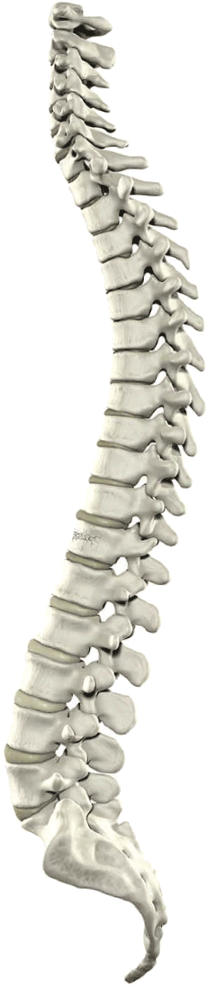 Epidurals - Spinal Cord Png - Free Transparent PNG Download - PNGkey