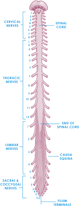 The Spinal Cord - Struktur Spinal Cord - Free Transparent PNG Download ...