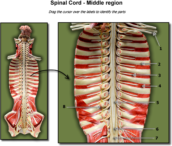 Middle Region Of Spinal Cord - Anatomy - Free Transparent PNG Download ...