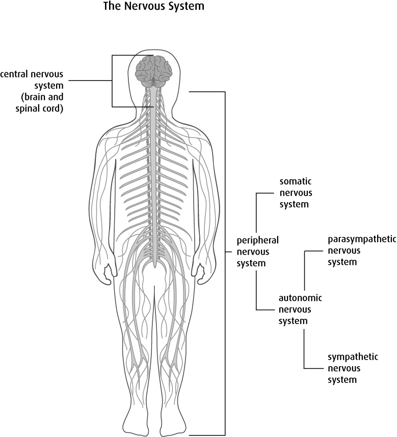 Anatomy And Physiology Of The Brain And Spinal Cord - Spinal Cord ...