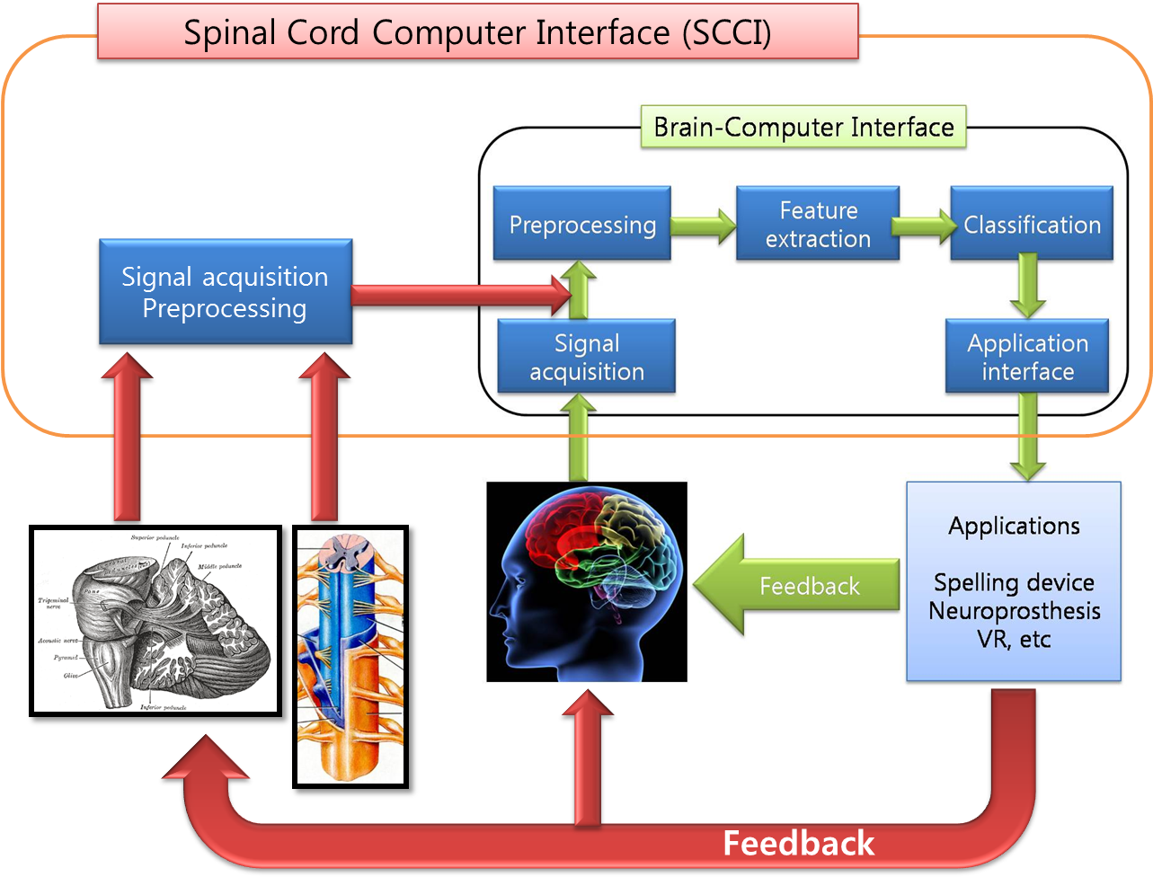 Download Spinal Cord Computer Interface - Human Brain PNG Image with No ...