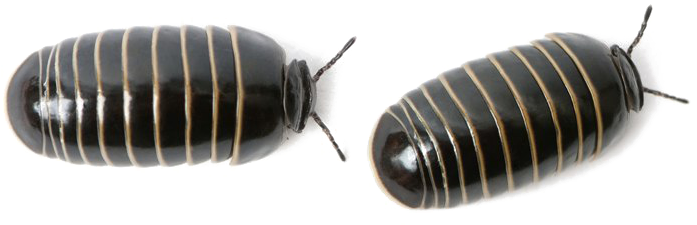 Pill Bugs Png Image - Pillbug Png - Free Transparent PNG Download - PNGkey