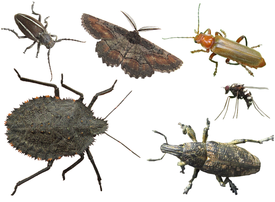 Download Insects, Various, Insect, Bug, Bugs, Isolated - Insect PNG ...