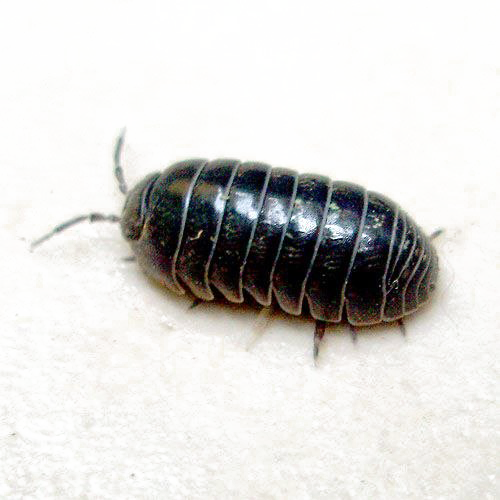 Download Pill Bugs Png Download Image - Pill Bug Png PNG Image with No ...