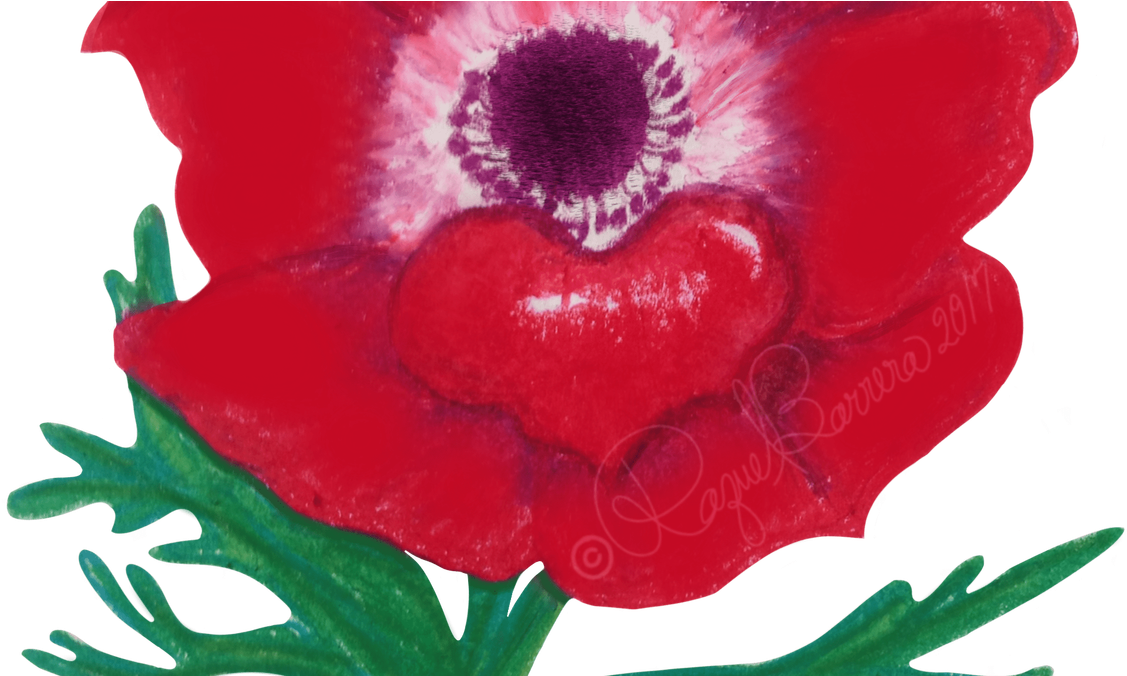 Download Reflection - Oriental Poppy PNG Image with No Background ...