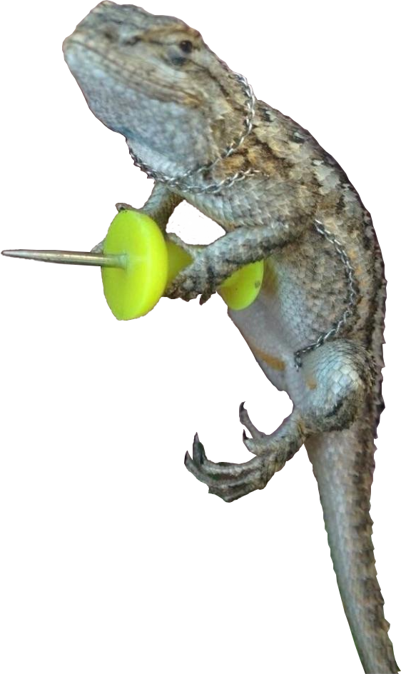 Download Animalghecko With A Push Pin - Gecko With A Push Pin PNG Image ...