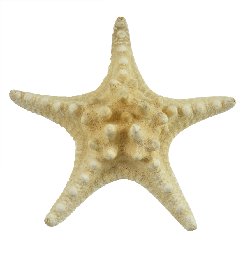 Download Starfish PNG Image with No Background - PNGkey.com