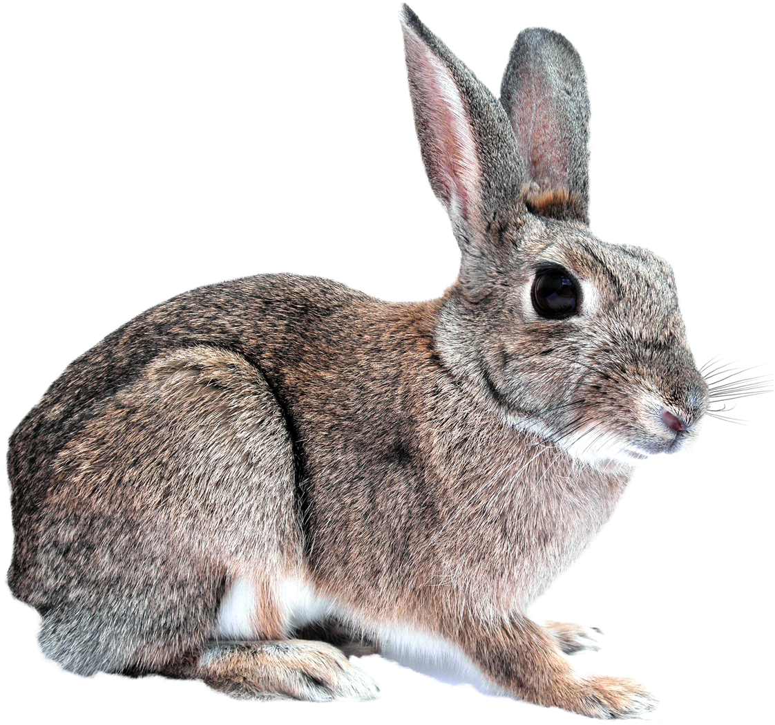 Download Bunny Rabbit Png Transparent Image - Rabbit Png PNG Image with ...