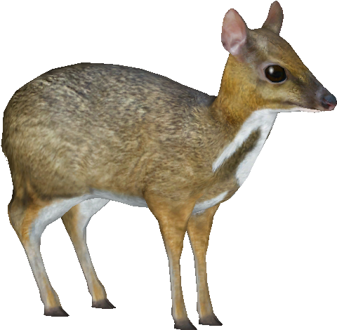 Lesser Mouse-deer - Mouse Deer Png - Free Transparent PNG Download - PNGkey