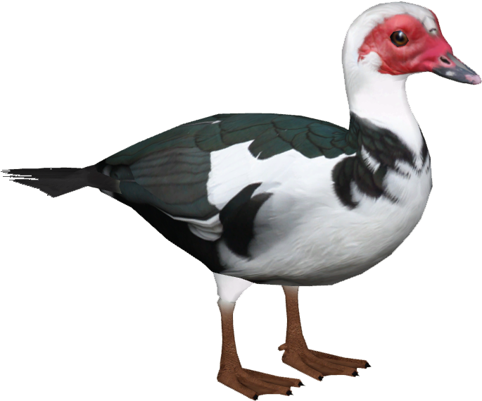 Download Domestic Muscovy Duck 7 - Muscovy Duck Png PNG Image with No ...