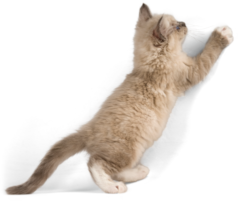Download Cats Fighting Png - Cat Fighting Png PNG Image with No ...