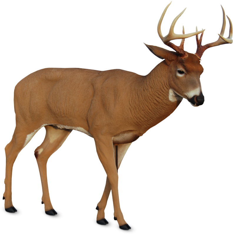 Download W The Dsd Posturing Buck Allows You To Take Advantage PNG ...