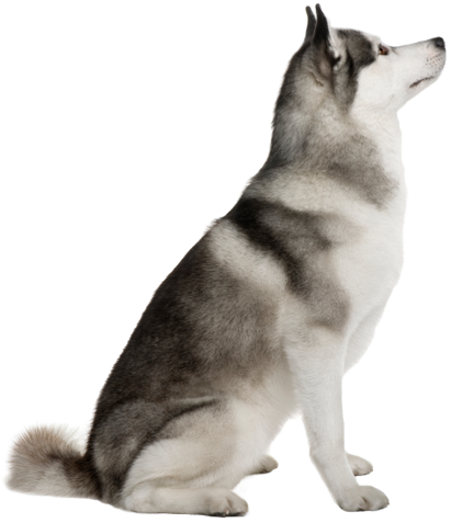 Dog Sitting Png - Dog Sitting Looking Up - Free Transparent PNG ...