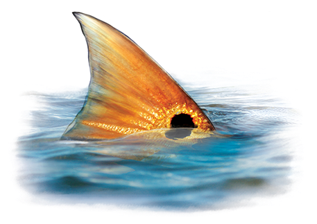 Tailing Redfish Decal - Red Drum - Free Transparent PNG Download - PNGkey