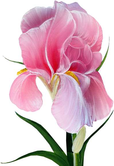 Pink Iris - Розовый Ирис - Free Transparent PNG Download - PNGkey