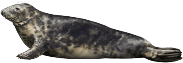 Download Free Png Harbor Seal Png Images Transparent - Portable Network ...
