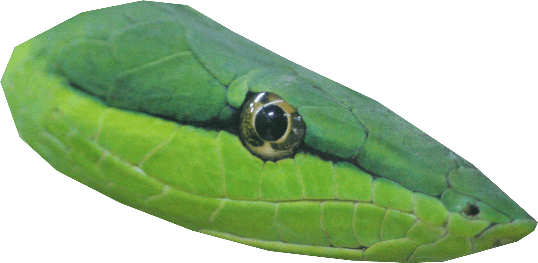 Snakehead - Transparent Snake Head - Free Transparent PNG Download - PNGkey