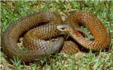 Download Copperhead Snake - Serpent PNG Image with No Background ...