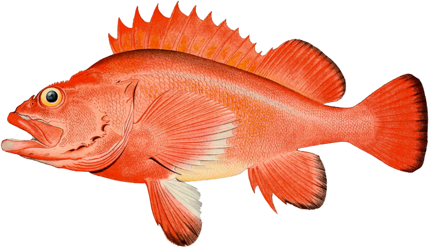 Rockfish Port Orford Seafood - Rougheye Rockfish - Free Transparent PNG ...
