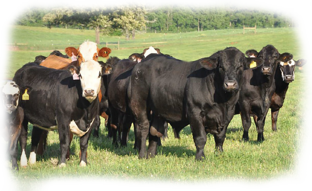 Usa Beef Cattle - Free Transparent PNG Download - PNGkey
