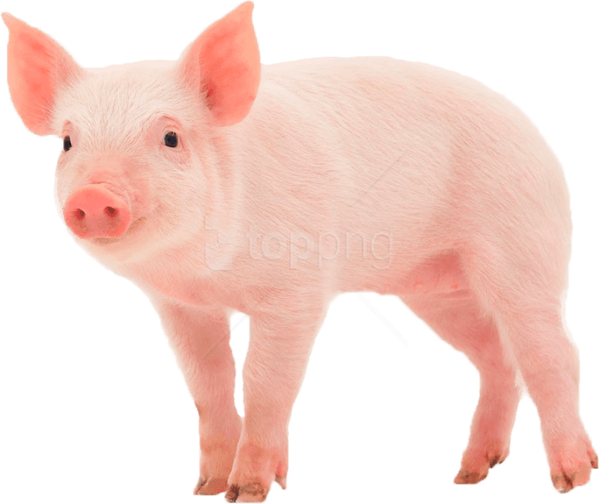Download Pig - Pig Png PNG Image with No Background - PNGkey.com